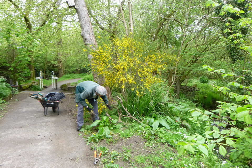 Removing invaders | rat | Blipfoto