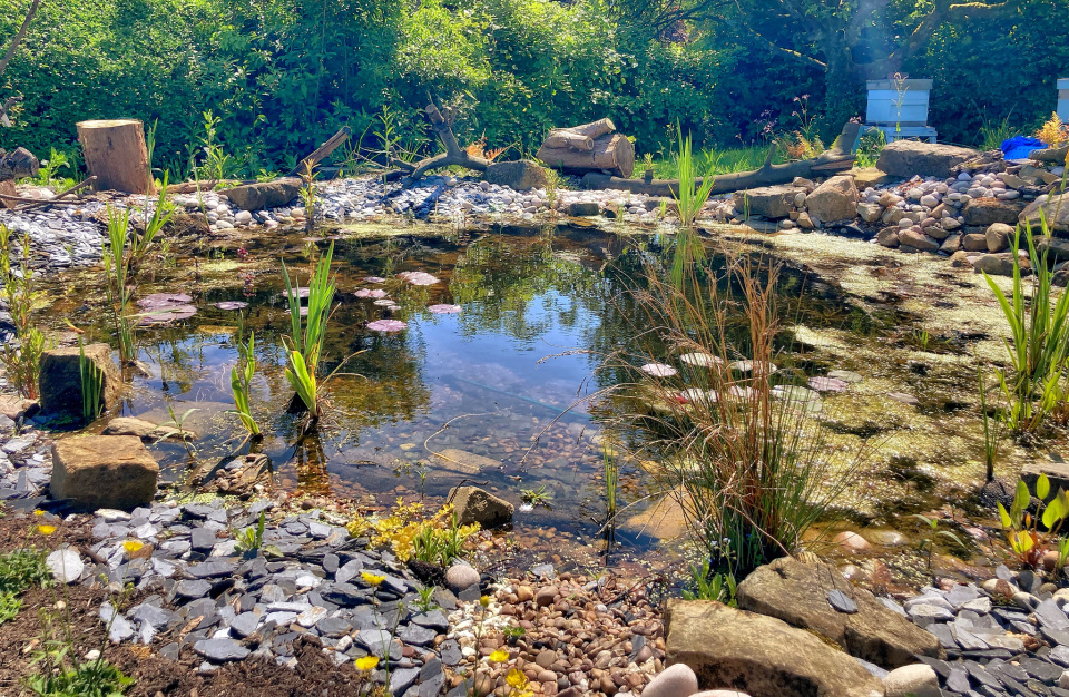 Lynne’s Pond | mambo | Blipfoto