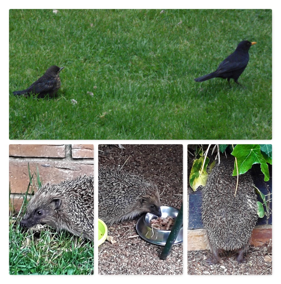 Baby Blackbird & Pregnant Hedgehog! | djrose007 | Blipfoto