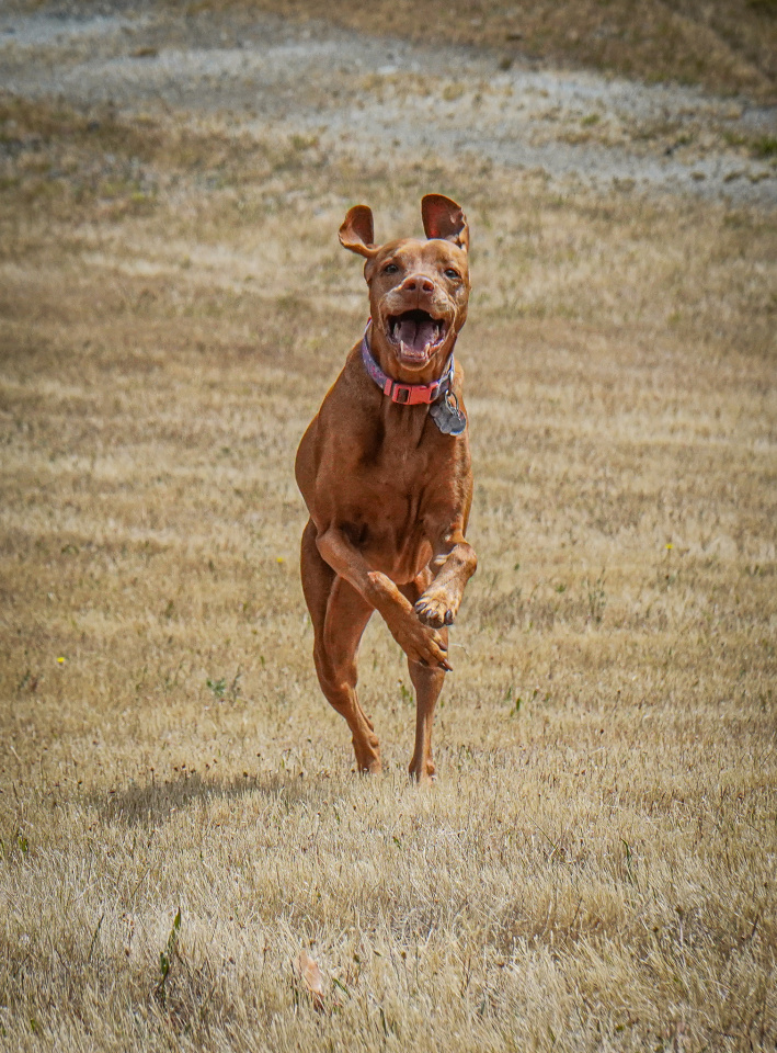 Do dogs laugh? | NannaK | Blipfoto