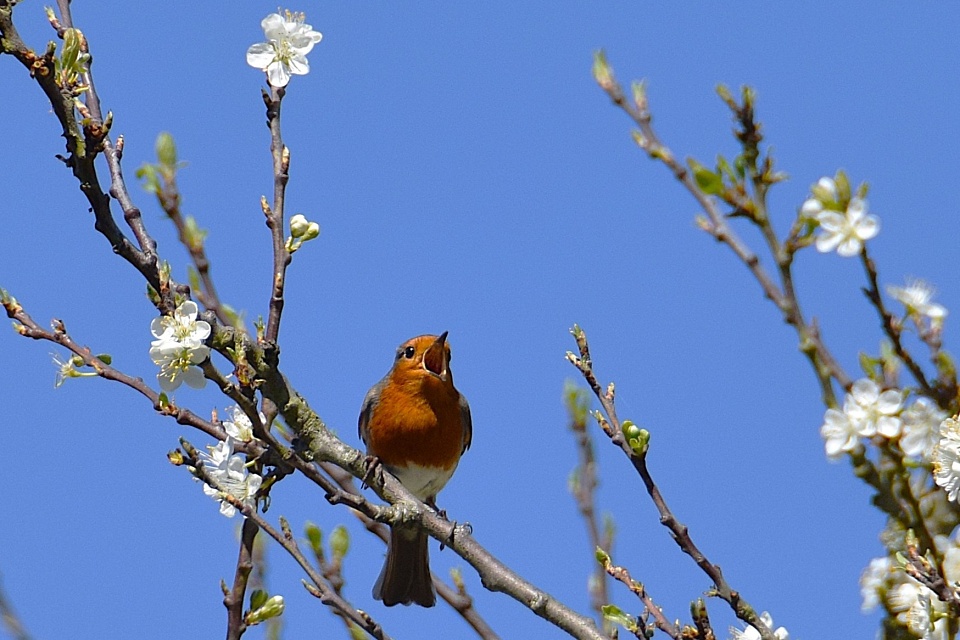 Singing Robin | TimM | Blipfoto