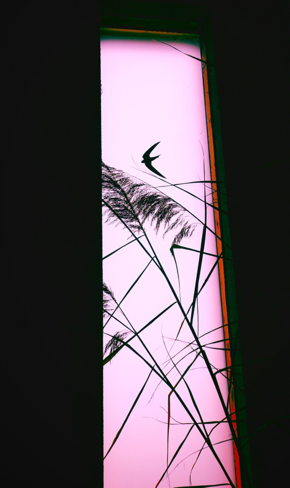 A glance.... | pkln | Blipfoto