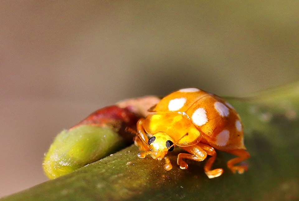 Ladybird .... Fly Away Home | MsQuizzical | Blipfoto