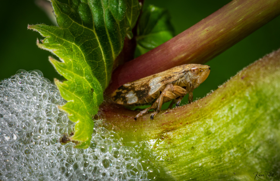 Frog Hopper/ Spittle Bug | Draco | Blipfoto