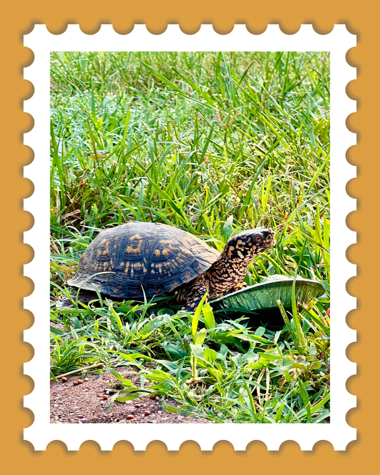 Common Box Turtle | Grammy | Blipfoto