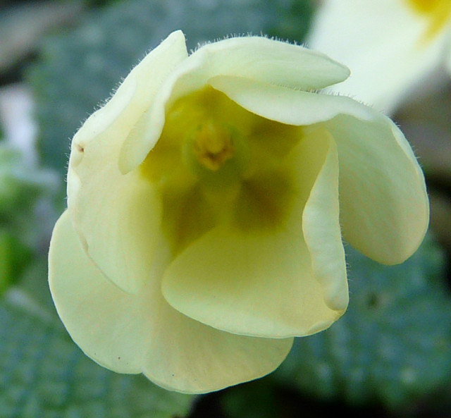 Primrose bud | Tigger101 | Blipfoto