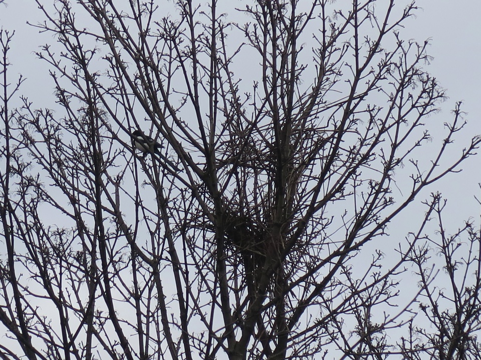 Split level | meles | Blipfoto