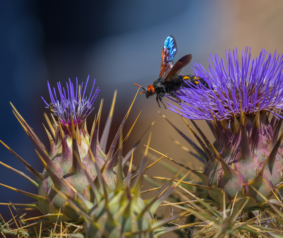 Waspish | Hillyblips | Blipfoto