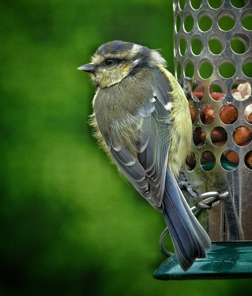 Please Sir, Can I Have Some More | Inglemantwo | Blipfoto