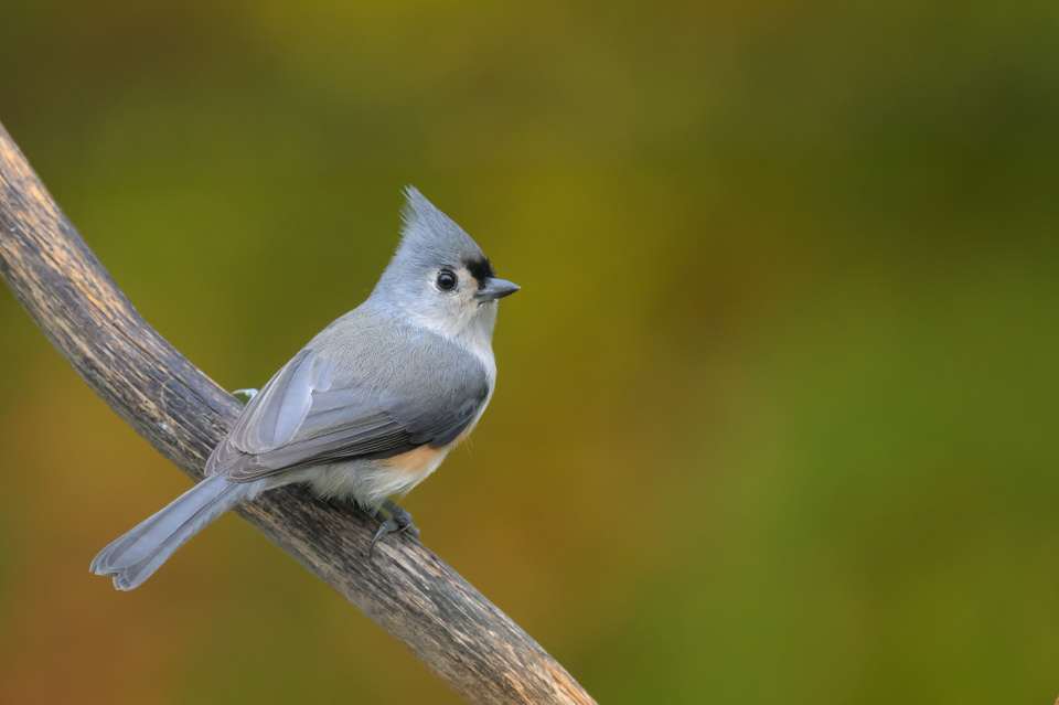 Fall Colors | dbifulco | Blipfoto