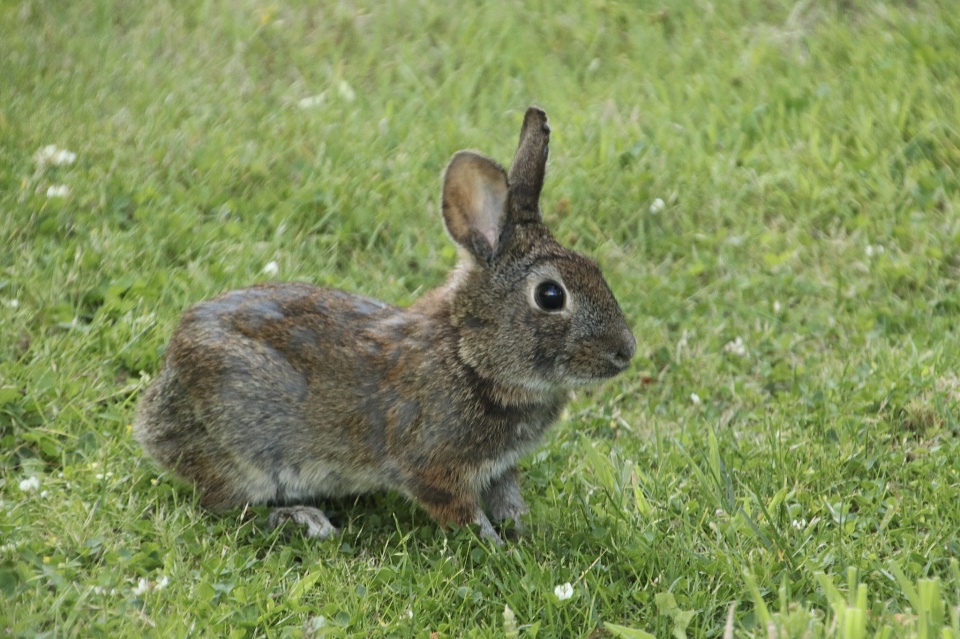 Rabbits Everywhere | seniormoments | Blipfoto