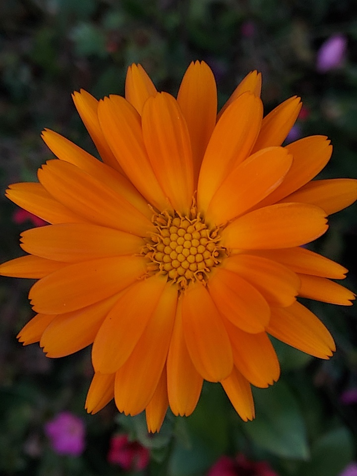 Orange | WendsWanders | Blipfoto