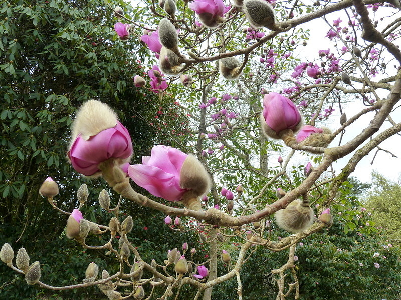 Spring is busting out all over! | ValC | Blipfoto