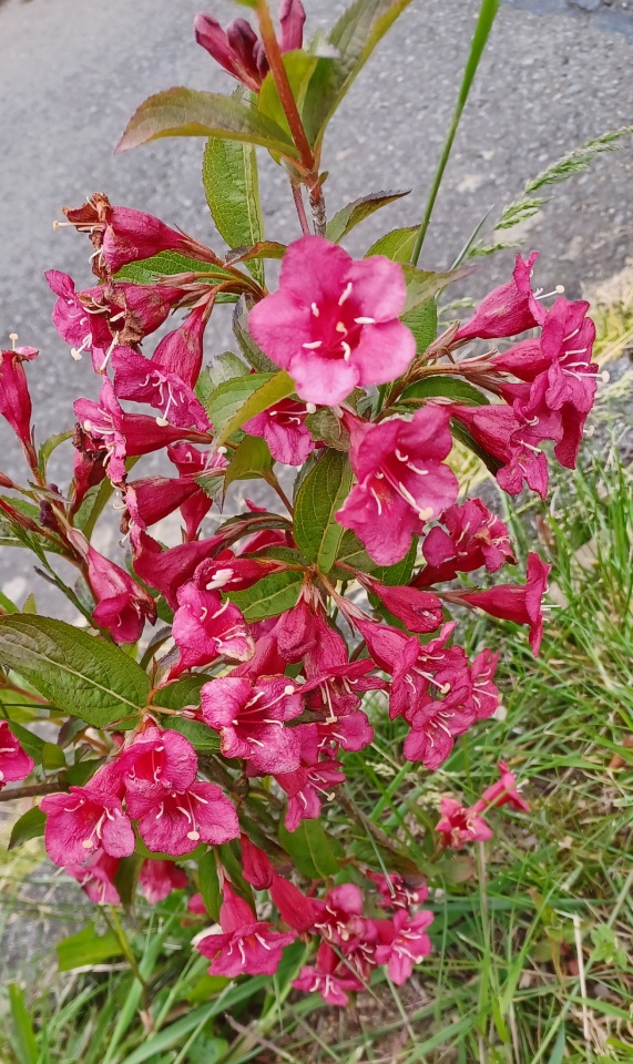 Weigela Bristol Ruby | Croftcrafts | Blipfoto