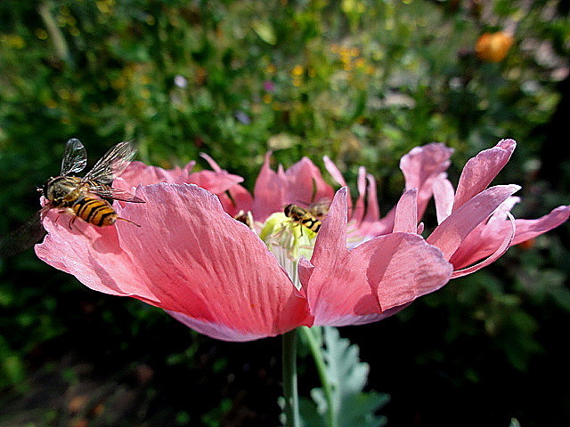 Poppy | inkface | Blipfoto