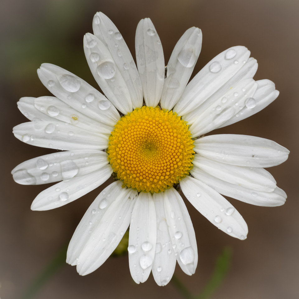 A Drippy Day | Bom | Blipfoto