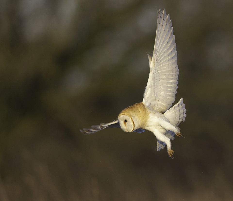 White Feathers | Hillyblips | Blipfoto