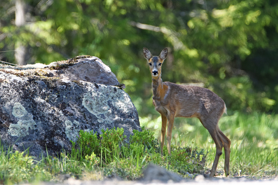 Deer | TarjaRii | Blipfoto