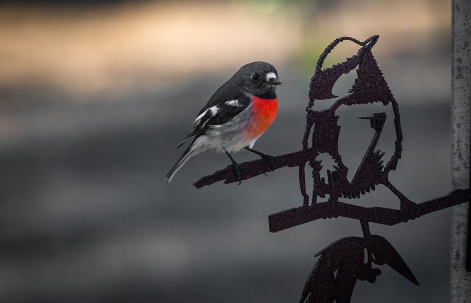 Handsome Robin... | ninniex | Blipfoto