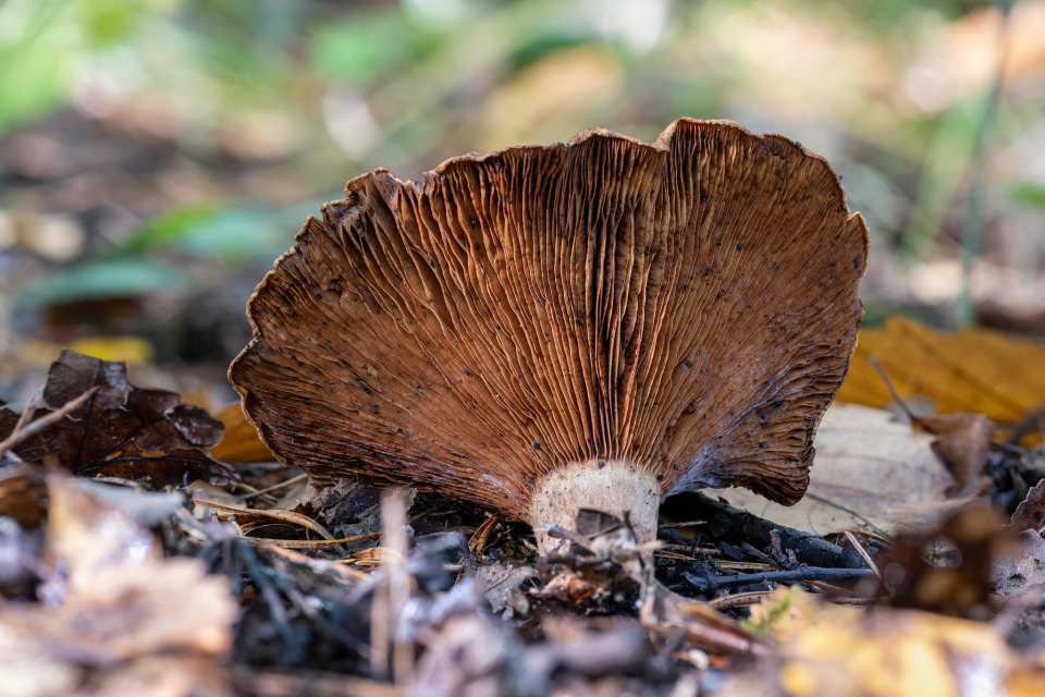 Girolle gills | NickyR | Blipfoto