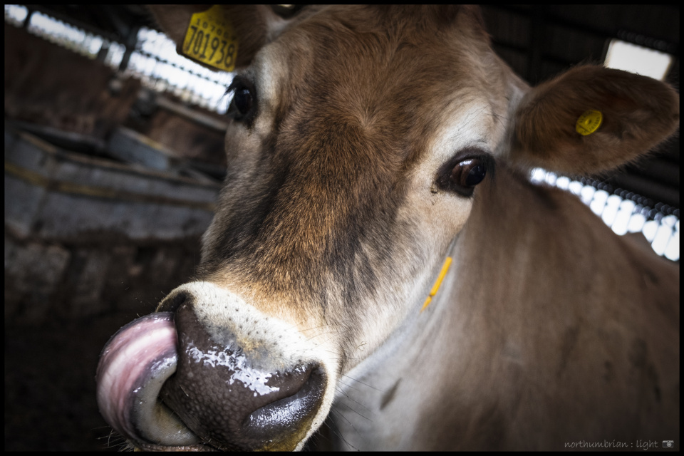 Tongue twister ... | RobinDown | Blipfoto