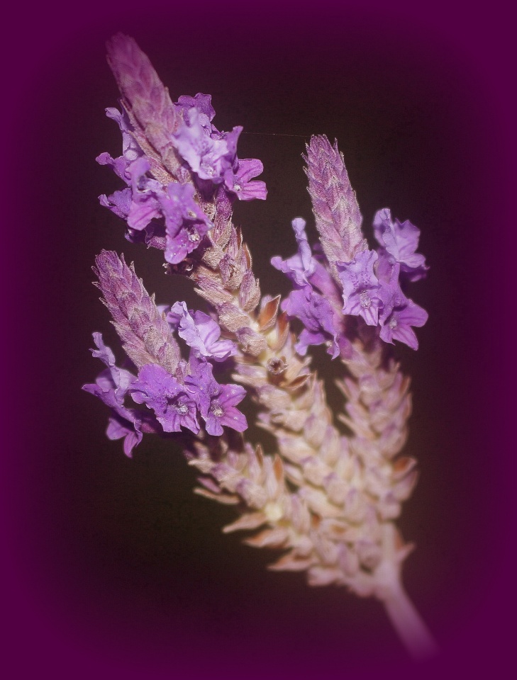 English Lavender | Helwild | Blipfoto
