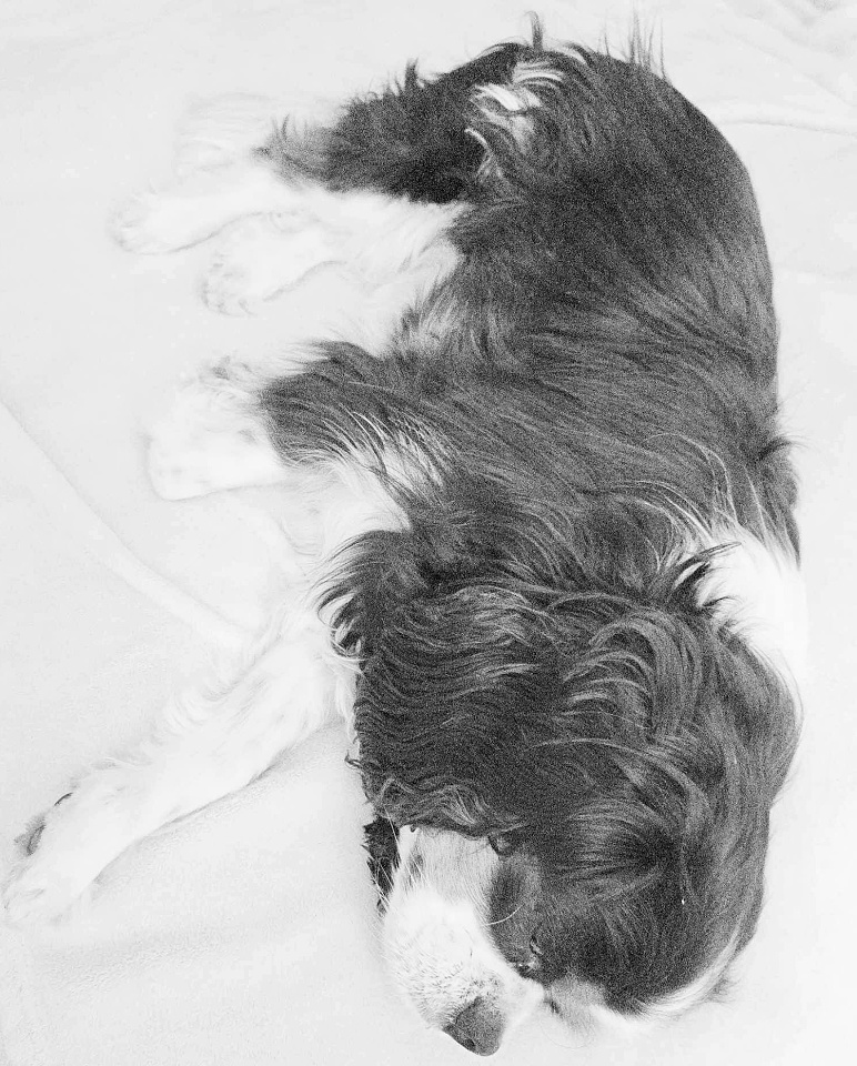 Sleeping beauty | Emsie | Blipfoto