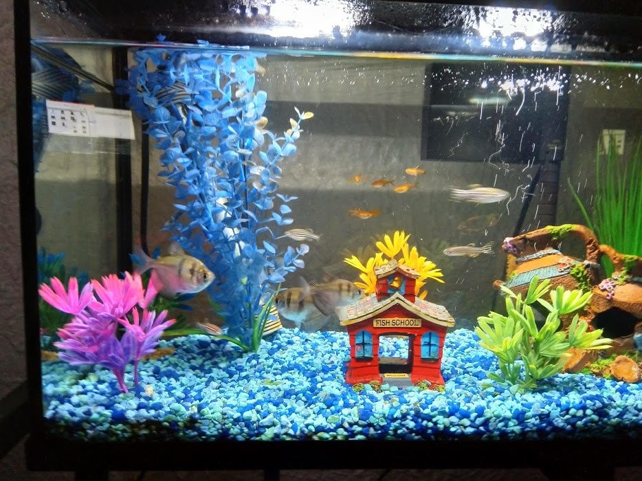 Old Fish Tank | Saptech | Blipfoto