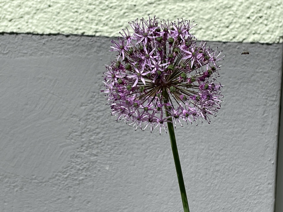 Early Allium | Auslaender | Blipfoto