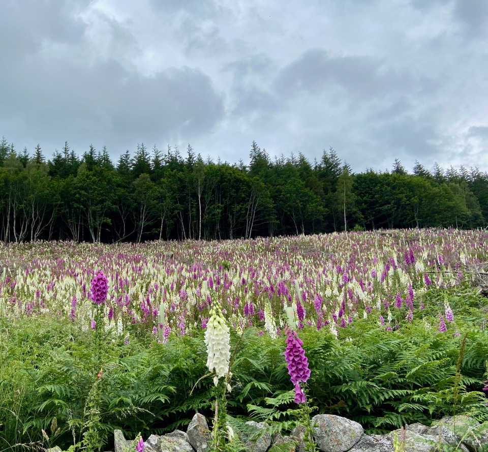 Foxglove field | hazelh | Blipfoto