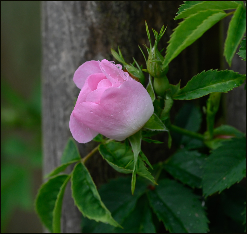 Just Opening | Chrelizg21 | Blipfoto