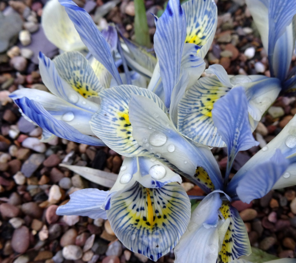 Miniature iris | sheilwill | Blipfoto