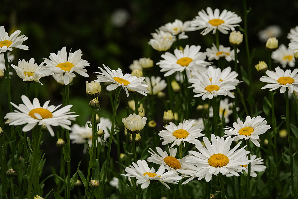 More than a daisy a day? | mpp26 | Blipfoto