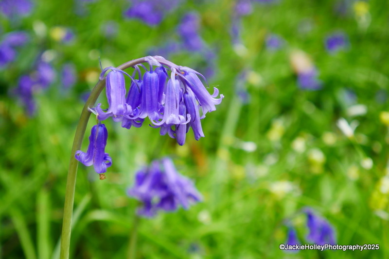 Bluebells | ThingsBeautiful | Blipfoto