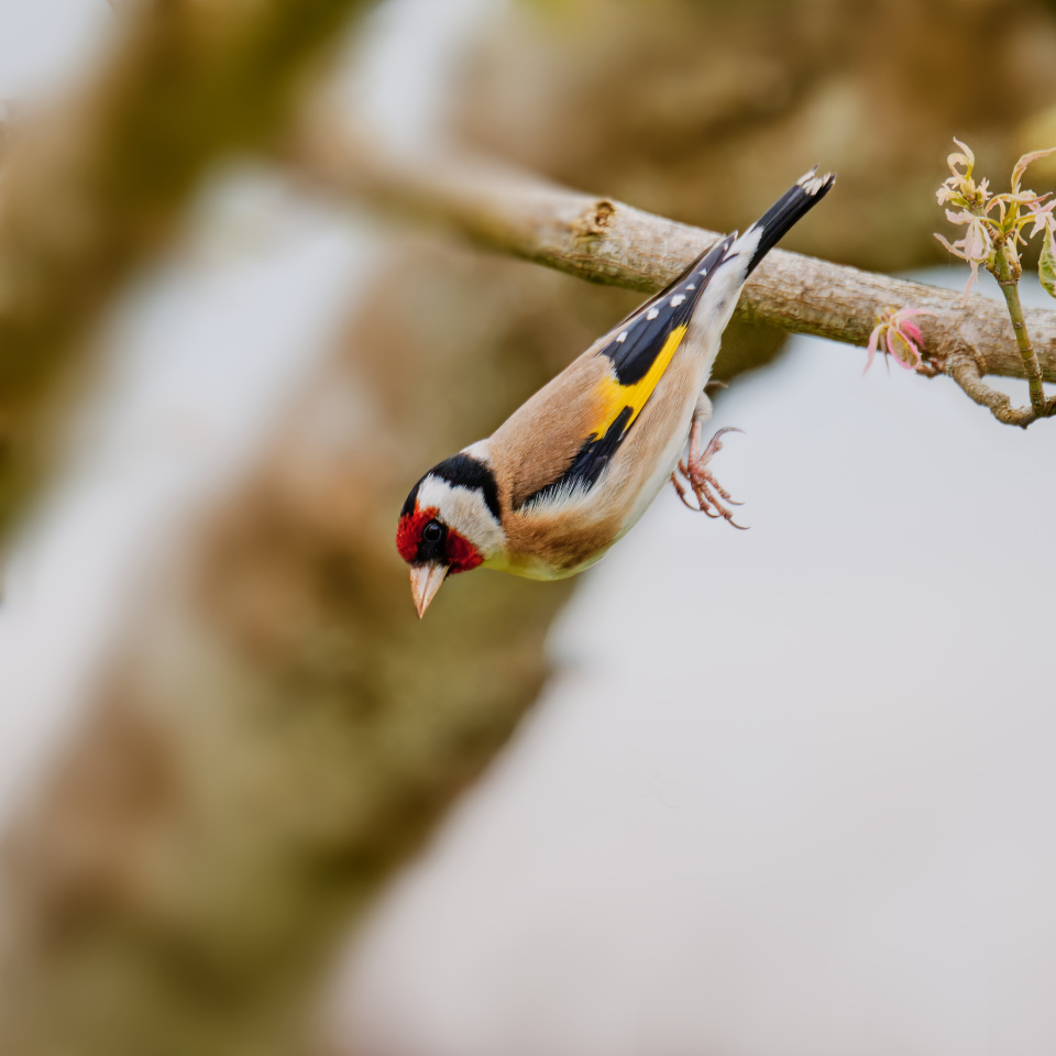 Falling | Sheol | Blipfoto