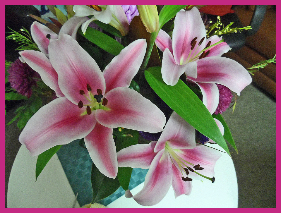 Hi Lily, Hi Lily, Hi Lo | JuliesJournal | Blipfoto