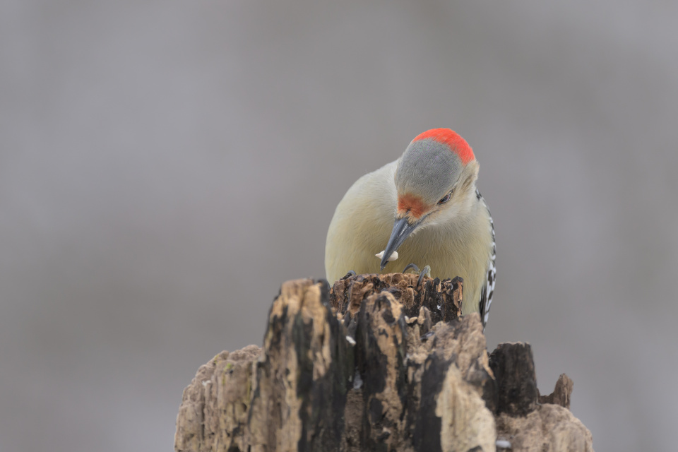 The Details | dbifulco | Blipfoto