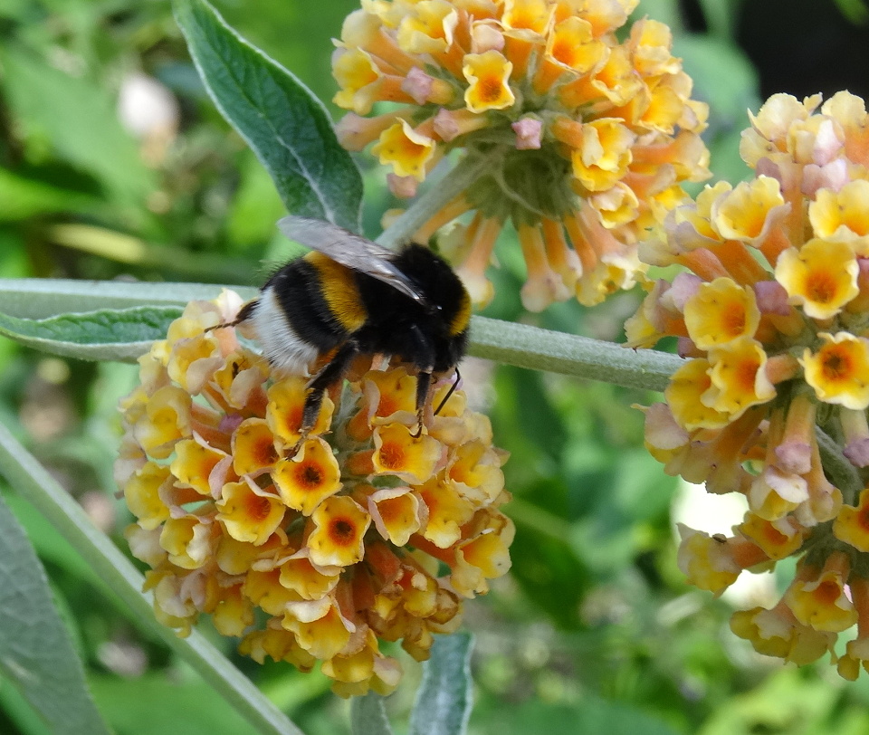 Bee on the Buddleia | sheilwill | Blipfoto