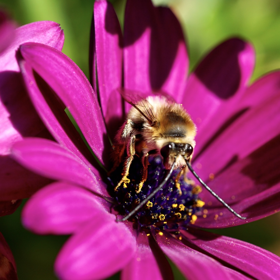 Bee Friday | lesmark | Blipfoto