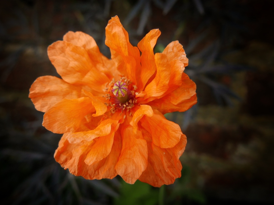Poppy | evolybab | Blipfoto