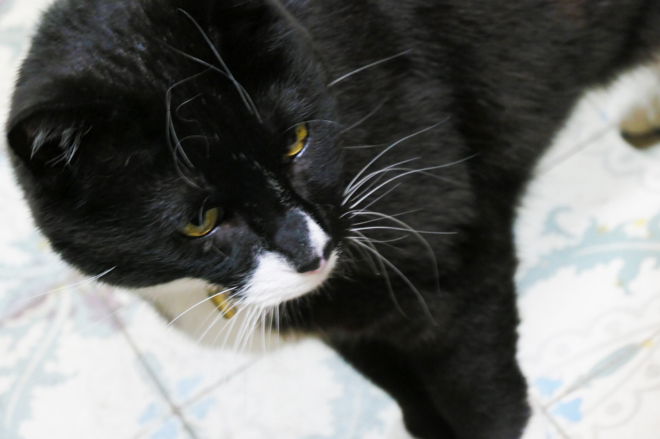 MR NEEDY | Ogatodomar | Blipfoto
