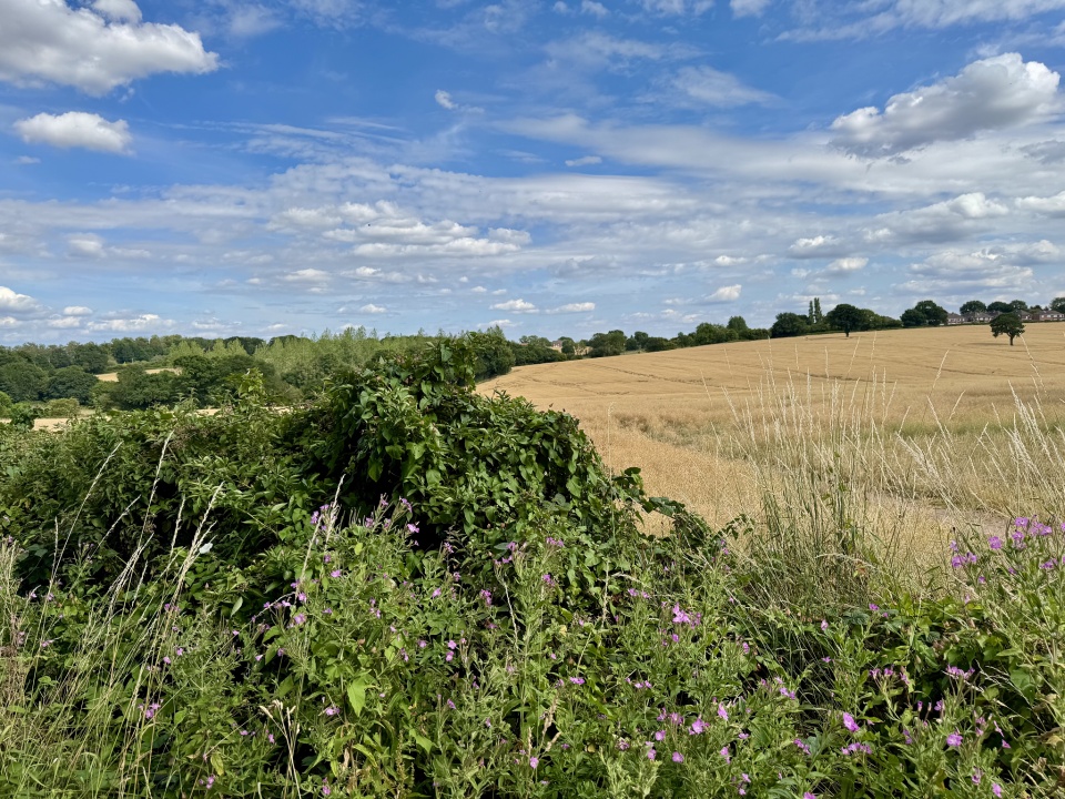 Fields of gold…. | biddy | Blipfoto