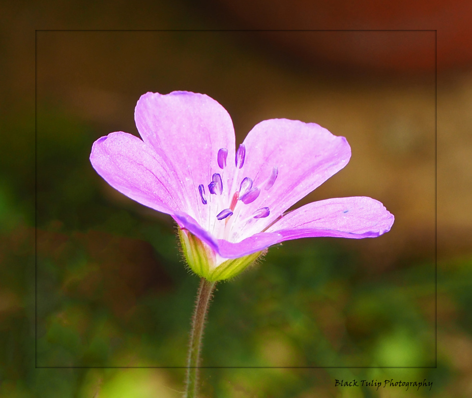 Pretty as a picture | BlackTulip | Blipfoto