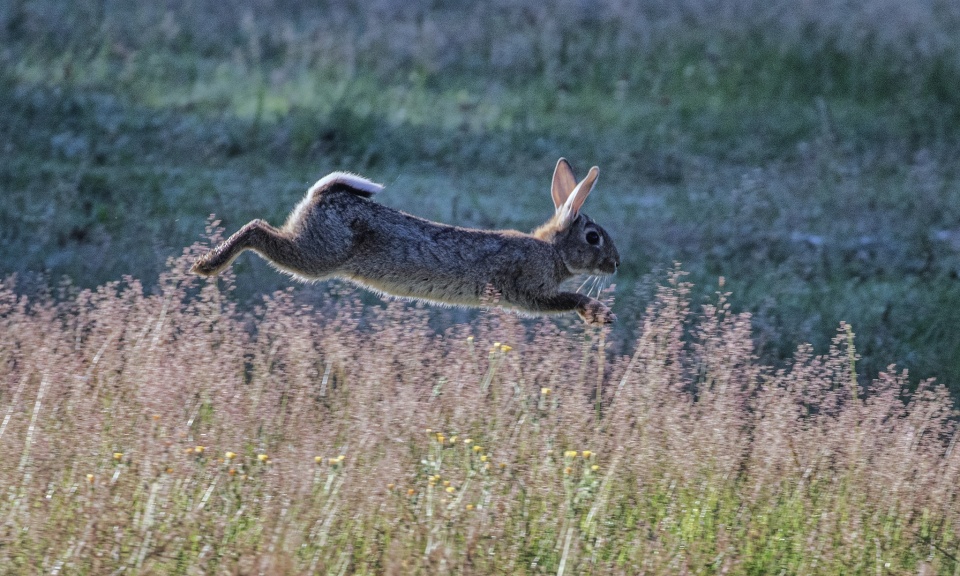 Running rabbit | hettykat | Blipfoto