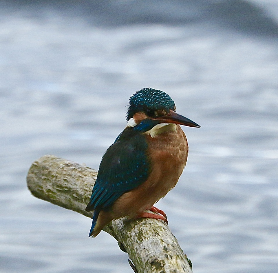 Close up of my favourite bird | Viking | Blipfoto