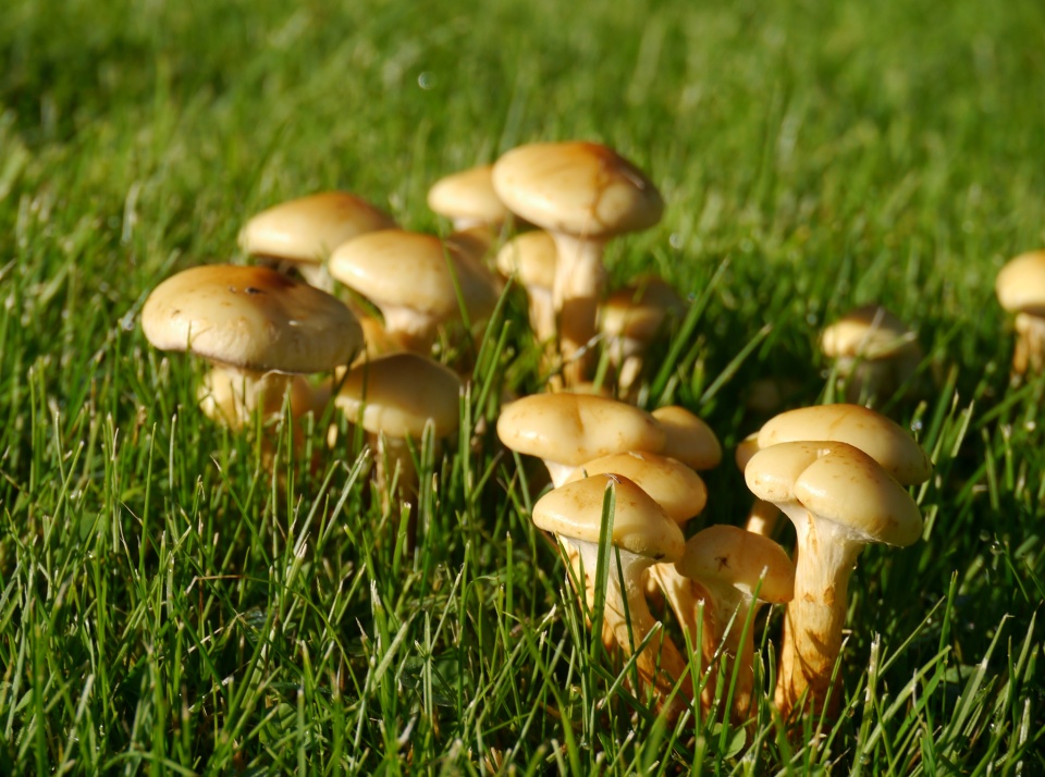 Lawn invaders 2 | ClairesEyes | Blipfoto