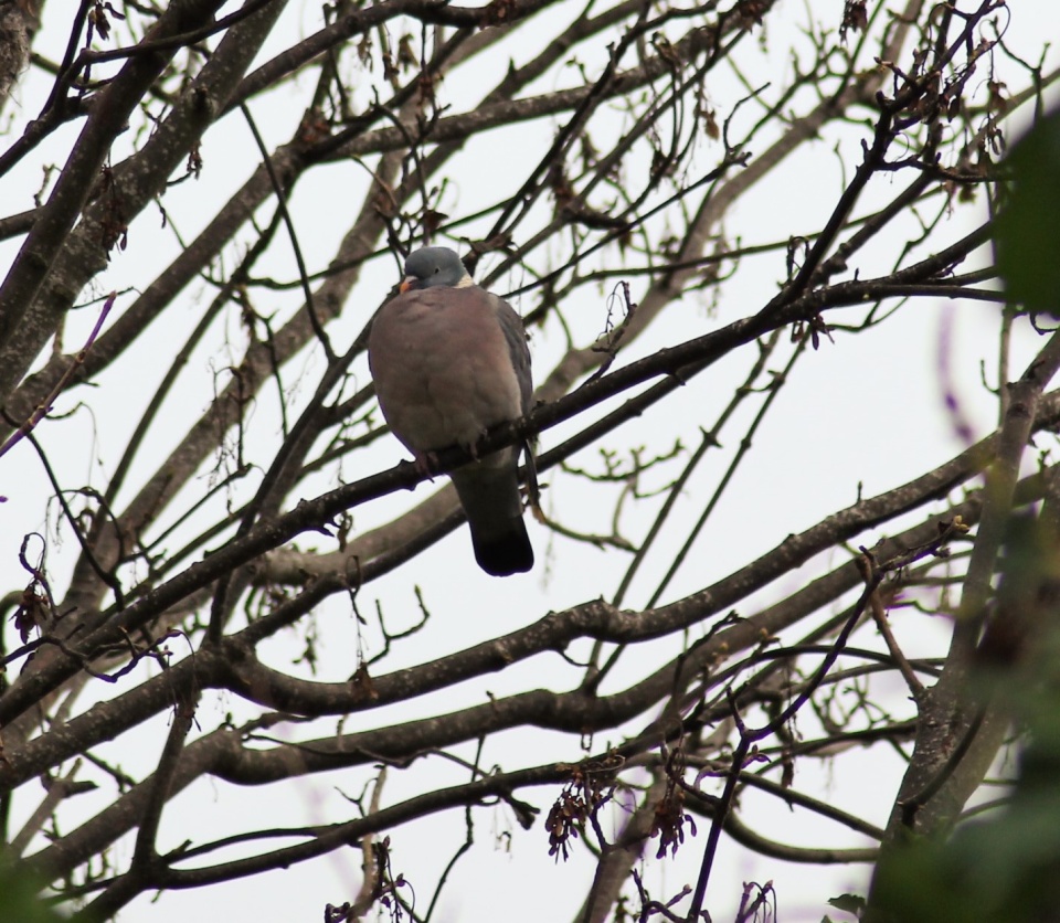 Wood Pigeon | monkey | Blipfoto