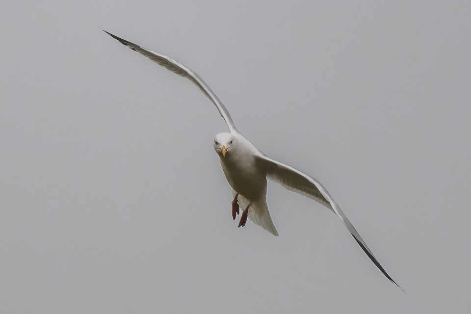 Herring Gull | AH14 | Blipfoto