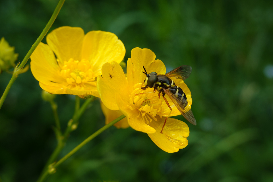 Hoverfly. | madwill | Blipfoto