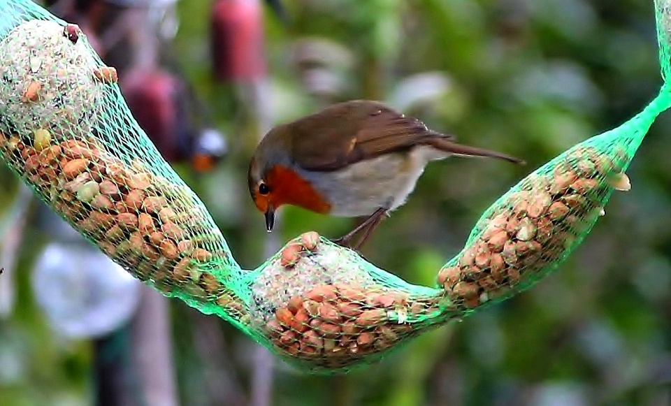 ROBIN | sunflower | Blipfoto